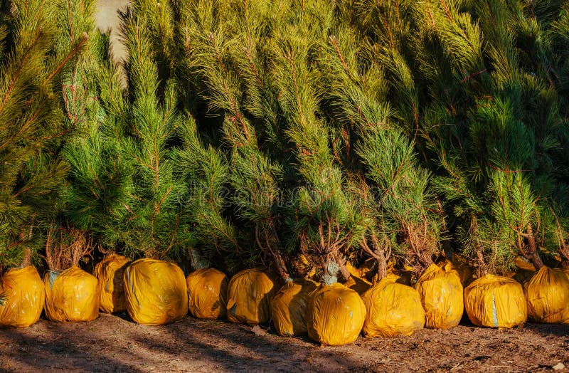 Small pine trees stock image. Image of growth, planting - 369543639