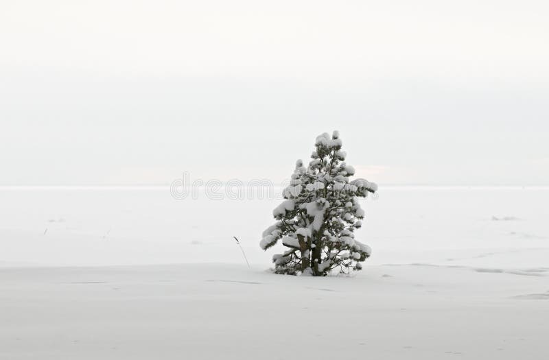 Small pine under snow stock photo. Image of fixtures - 12657914