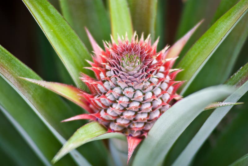 Red pineapple stock photo. Image of fresh, outdoor, fruit - 5918342