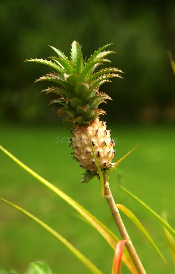 Small pineapple stock photo. Image of fruits, exoticism - 48740832