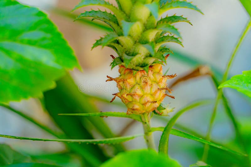 A small pineapple. stock image. Image of tropical, vegetation - 387431879
