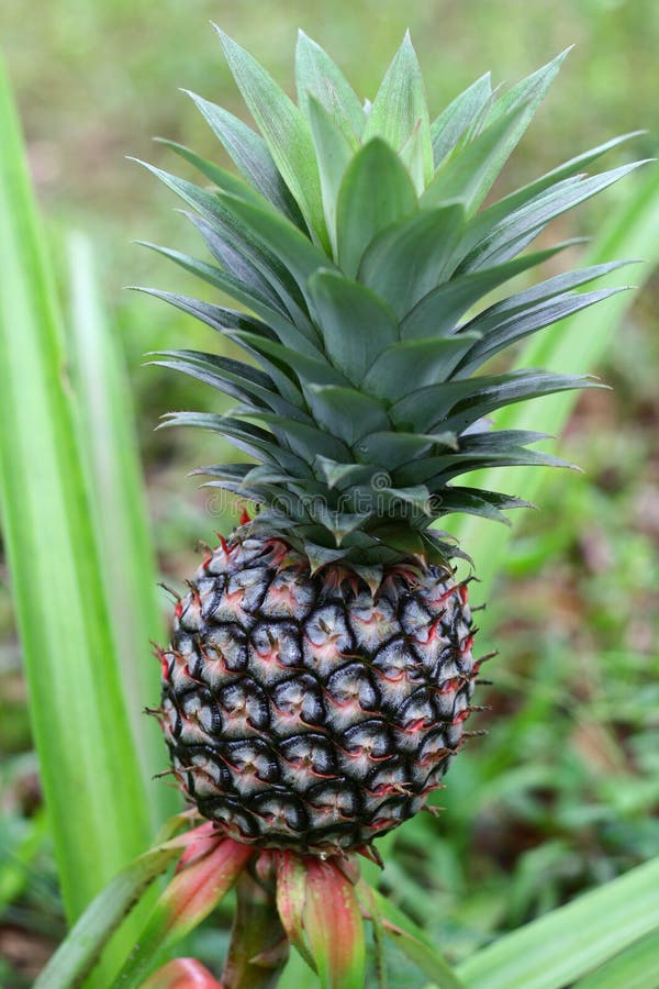 A Small Pineapple stock photo. Image of summer, farm - 30461300