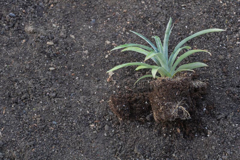 A Small Pineapple Plant Growing Out of the Dirt, with Roots Visible in ...