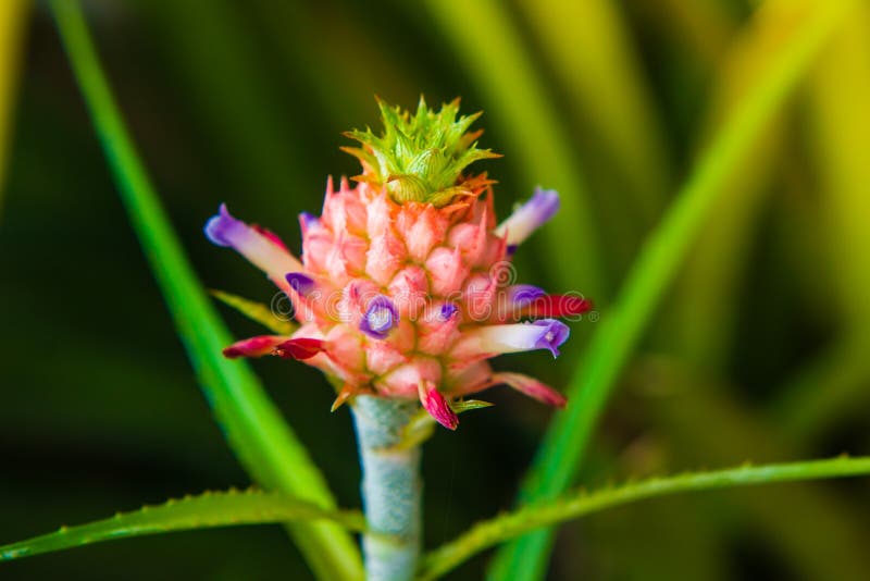 Small Pineapple the Plant is Ornamental in Garden Stock Image - Image ...