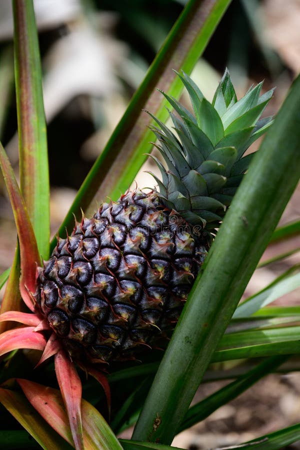 Small Pineapple on the Shrub Stock Image - Image of agriculture, asian ...