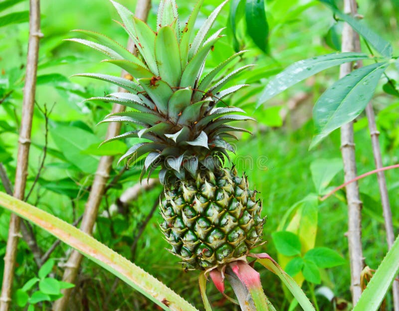 A small-pineapple stock image. Image of farm, green, tree - 56232225