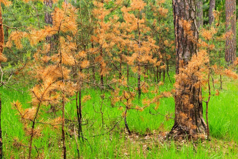 Small pines are withered stock image. Image of lush - 189020803