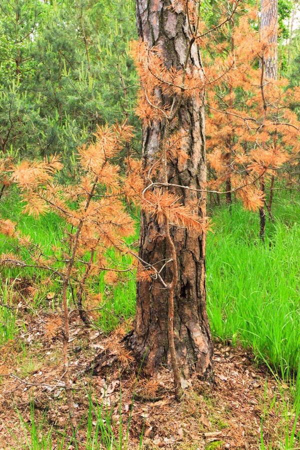 Small pines are withered stock image. Image of branch - 189020817
