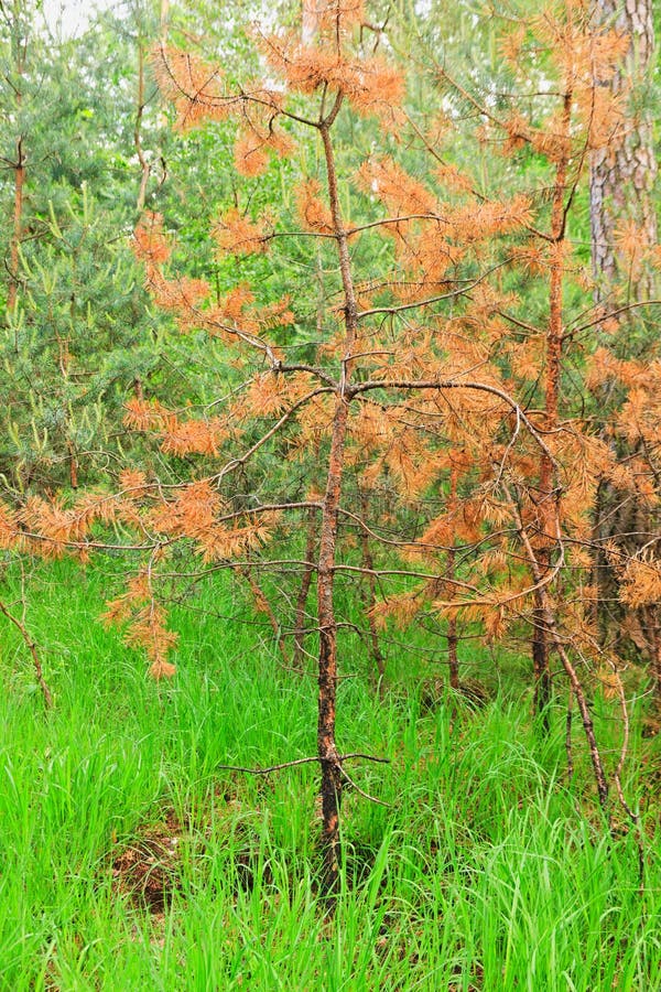 Small pines are withered stock photo. Image of trees - 189020828