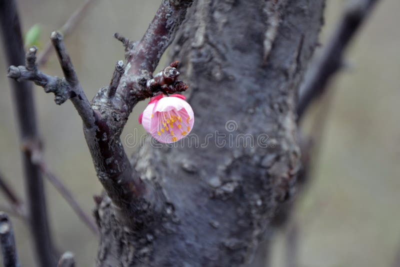 A Small Pink Blossom on the Trunk of a Tree Stock Photo - Image of ...