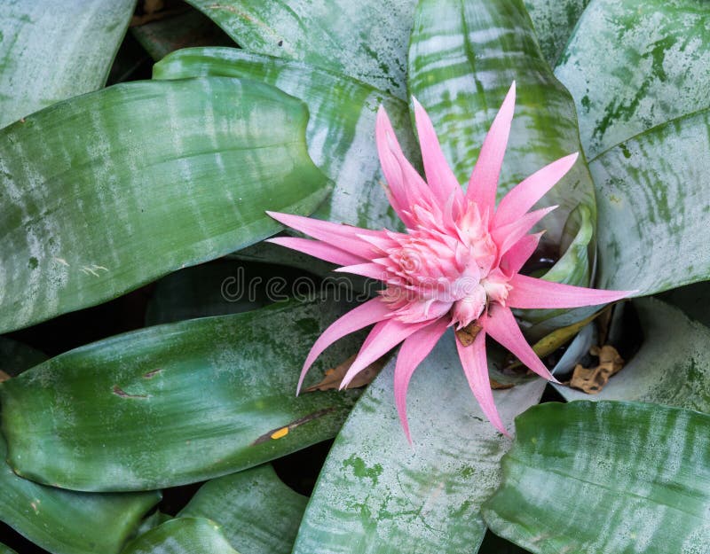 Small Bromeliad Plant on Hand Stock Image - Image of nature, bromelia ...