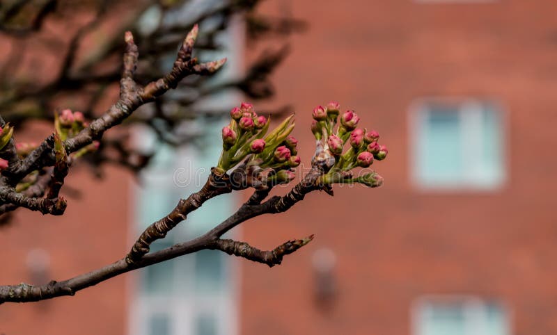 Pink Buds and Branches stock photo. Image of plants - 113674990