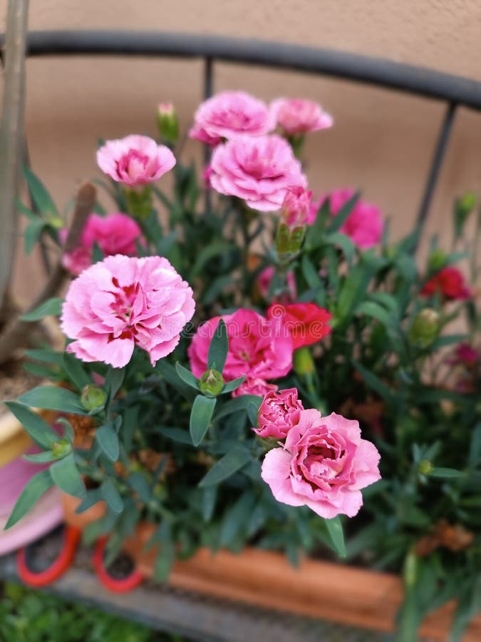 Carnations in vase stock image. Image of flowers, vase - 64937929