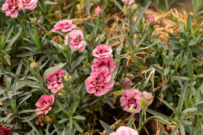 Pink Cloves, Closed Blossoms Stock Image - Image of carnation, beauty ...