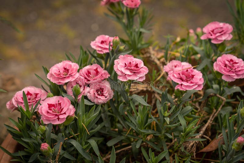 Pink Cloves, Closed Blossoms Stock Image - Image of carnation, beauty ...