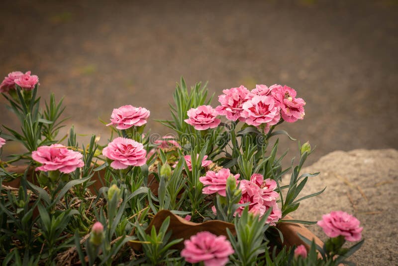 Pink Cloves, Closed Blossoms Stock Image - Image of carnation, beauty ...