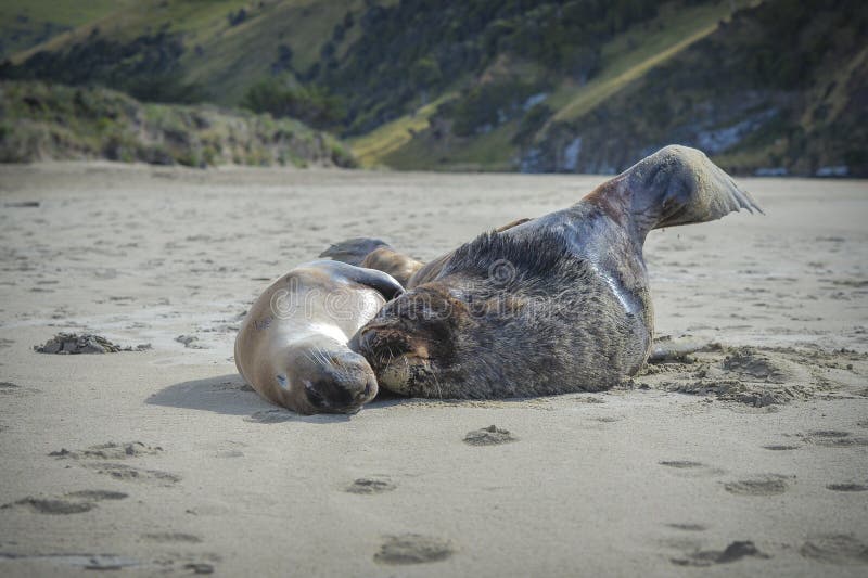Small Pink Cottage with Thatched Roof Stock Photo - Image of ...