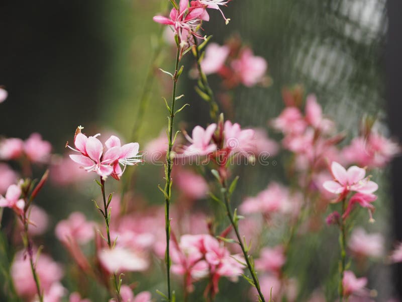 Small Pink Flower Blooming in Garden Blurred of Nature Background Stock ...
