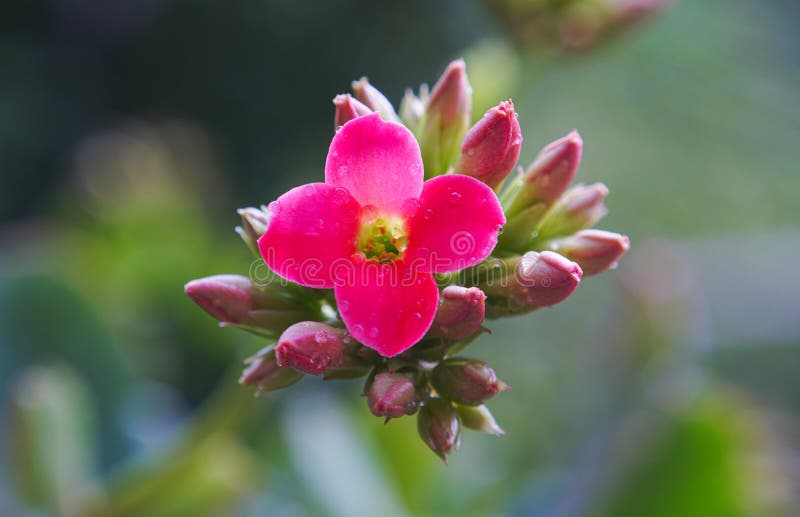 Small pink flower buds stock photo. Image of plant, leaf - 244974878