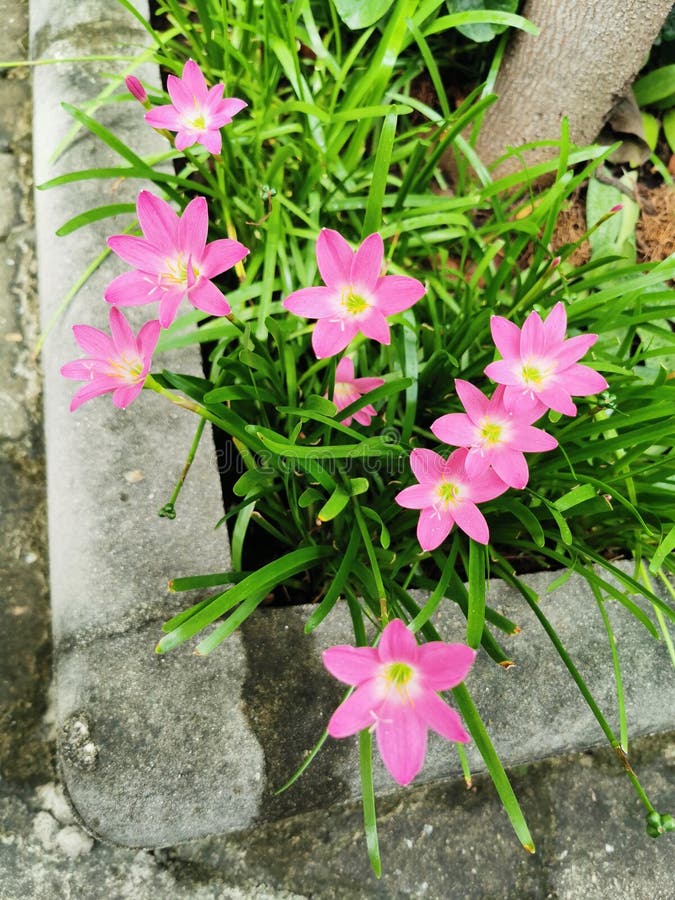 Small Pink Flower in the Garden Stock Image - Image of flower, pink ...