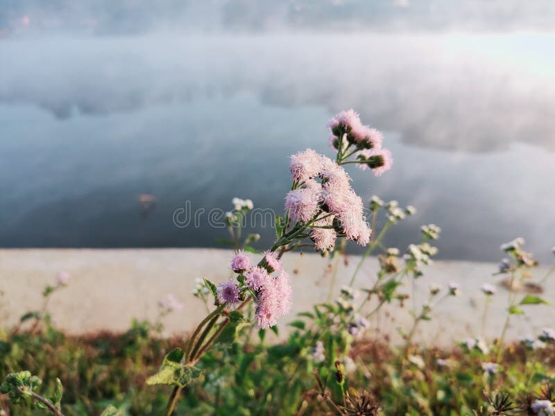 Small Pink Flower Plants Growing Along the River. Stock Image - Image ...
