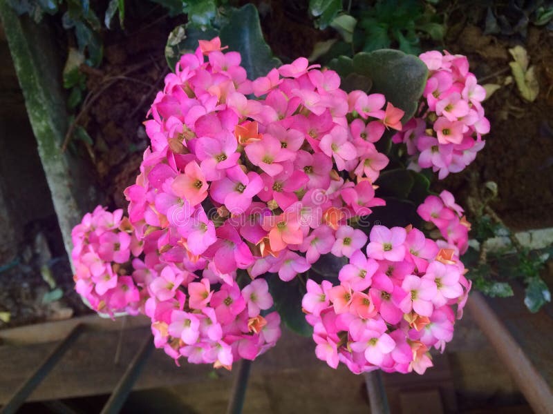 Small pink flowers stock photo. Image of leaves, soil - 74027686