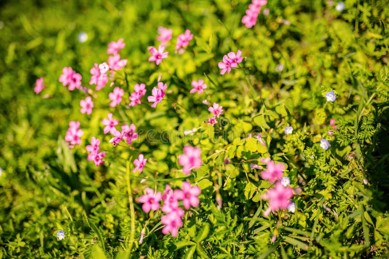 Small Pink Flowers Growing on a Patch of Grass Stock Image - Image of ...