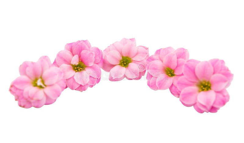 Small Pink Flowers Isolated Stock Photo - Image of object, head: 67406606