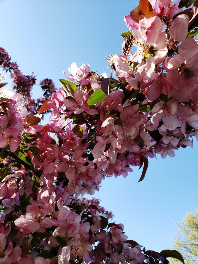 Small Pink Flowers on a Long Tree with Green Leafs Stock Photo - Image ...