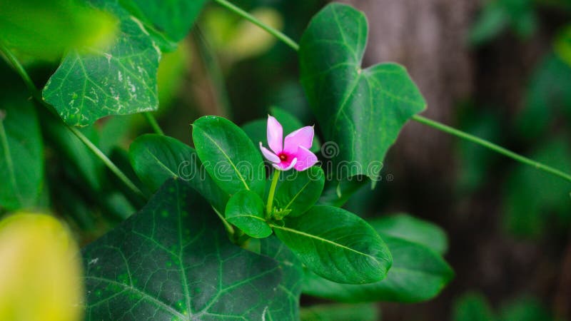 Pink Rainforest flower stock photo. Image of elatior - 95677072
