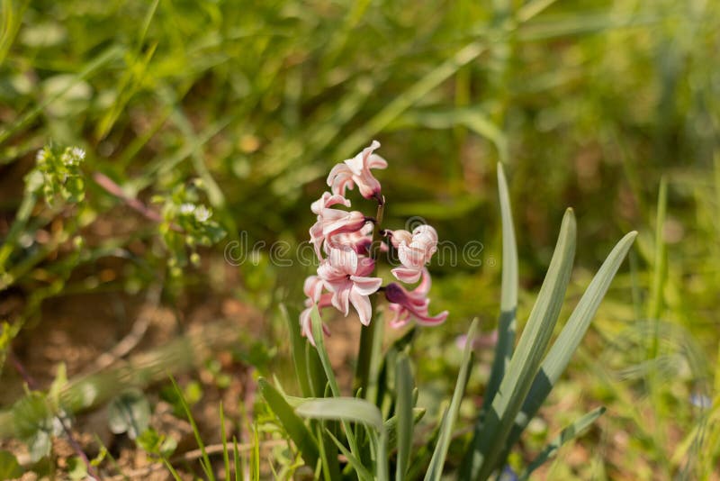 Small Pink Flowers Sprouted from the Ground in Spring Stock Image ...