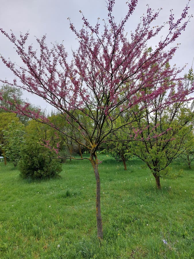 Small Pink Flowers on Thin Branches. Flowering Plants in Early Spring ...