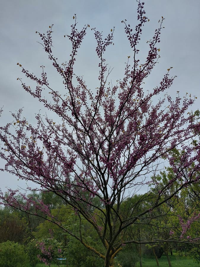 Small Pink Flowers on Thin Branches. Flowering Plants in Early Spring ...