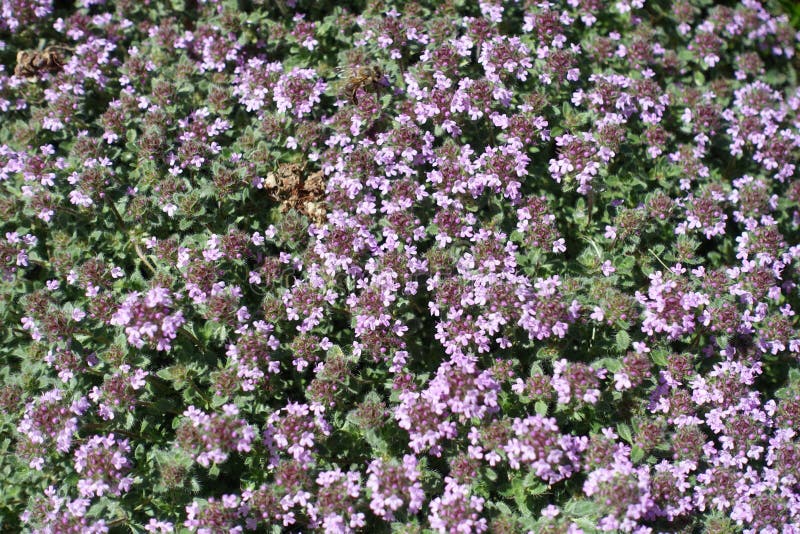 Small Pink Flowers of Thymus Praecox Stock Photo - Image of herb ...
