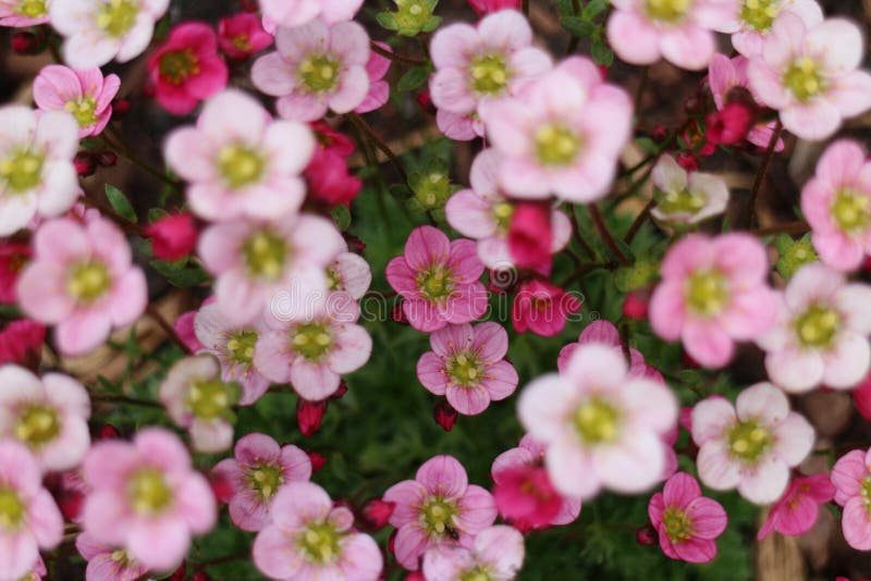 Small Pink Flowers Top View Stock Photo - Image of plants, plant: 129730248
