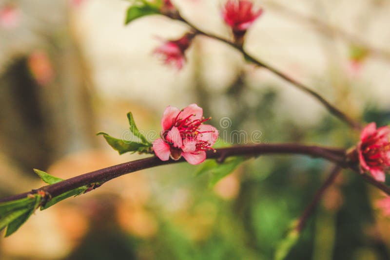 Small Pink Fruit Flowers on Fruit Tree, Mallorca, Spain Stock Image ...