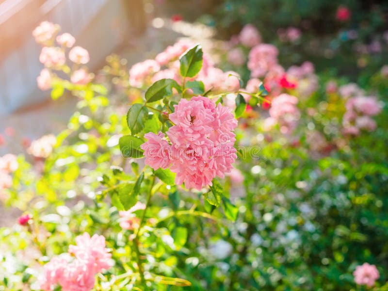 Small Pink Ground Cover Rose Flowers in the Rays of the Sun Close Up ...