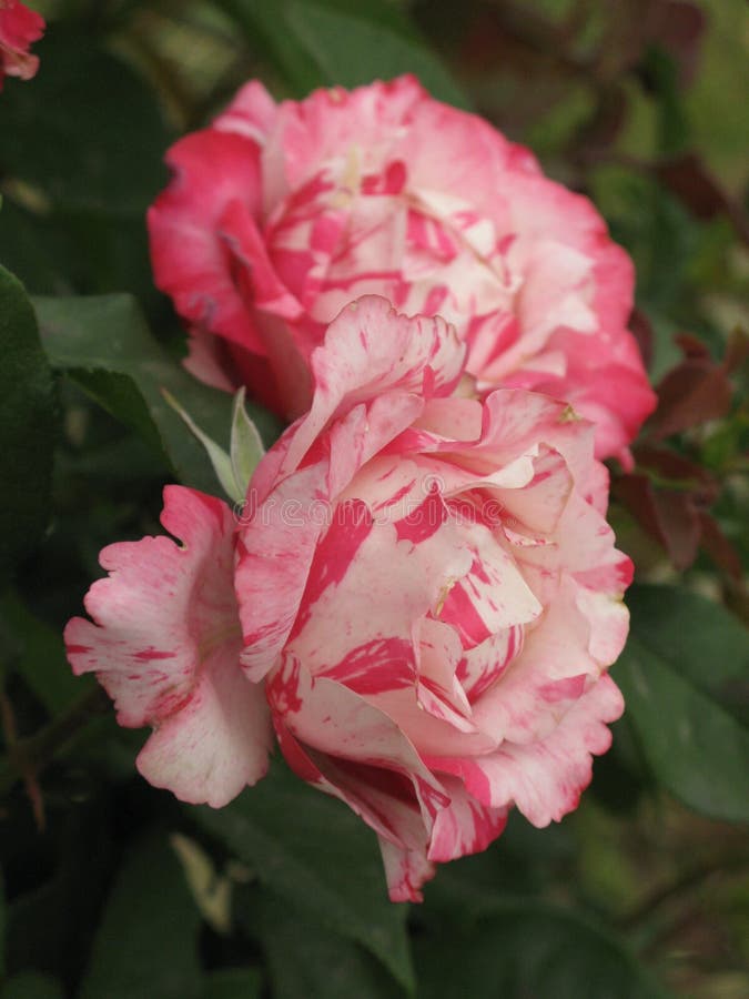 A Small Pink Intuition Rose Stock Photo - Image of bloom, shot: 126639618 A Small Pink Intuition Rose Stock Photo - Image of bloom, shot: 126639618