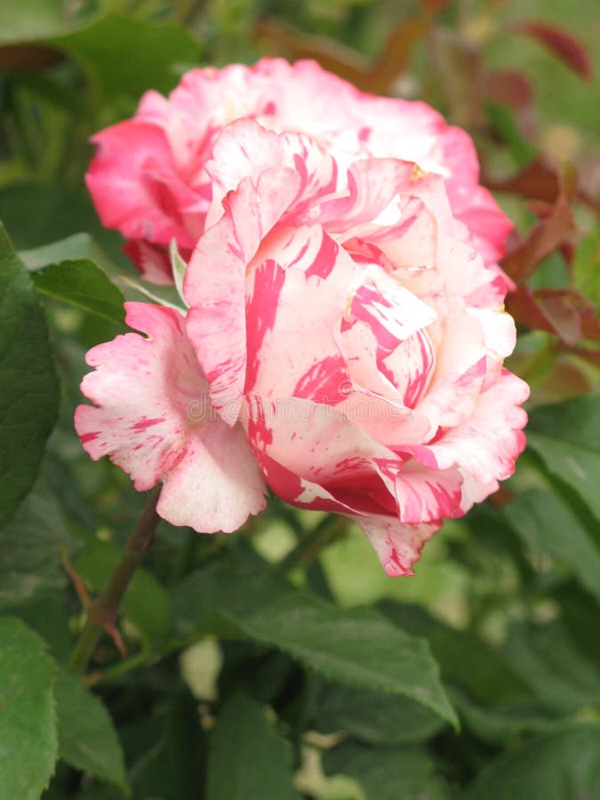 A Small Pink Intuition Rose Stock Image - Image of beautiful, intuition ... A Small Pink Intuition Rose Stock Image - Image of beautiful, intuition ...