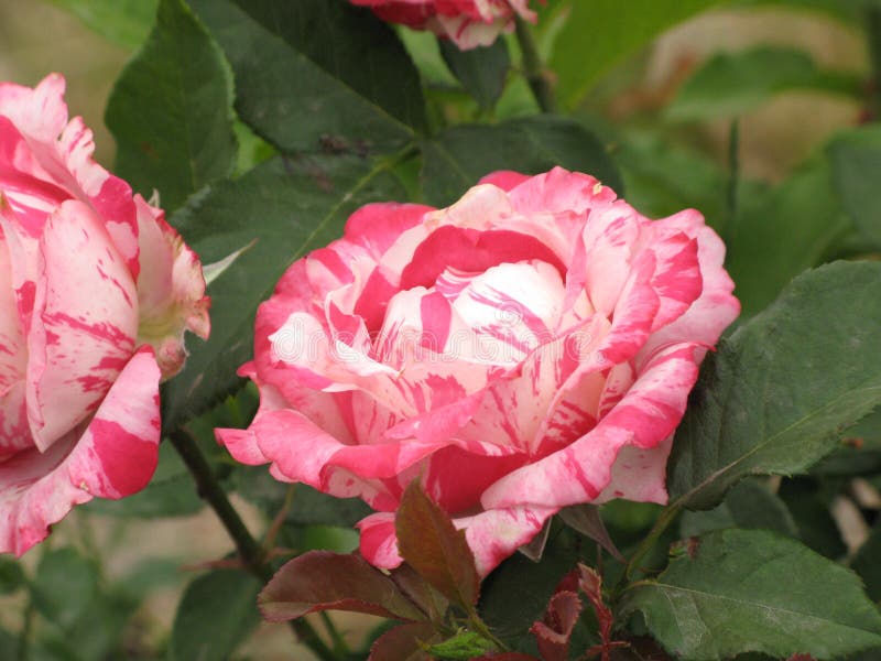 A Small Pink Intuition Rose Stock Photo - Image of intuition, bouquet ... A Small Pink Intuition Rose Stock Photo - Image of intuition, bouquet ...