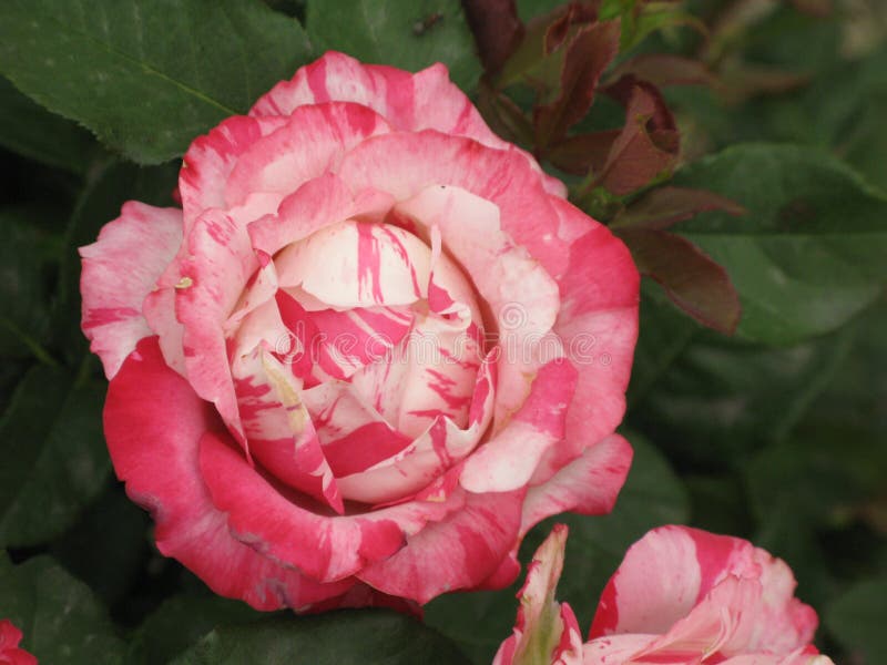 A Small Pink Intuition Rose Stock Photo - Image of roses, little: 126589048 A Small Pink Intuition Rose Stock Photo - Image of roses, little: 126589048