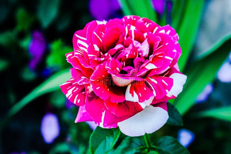 A Small Pink Intuition Rose Stock Image - Image of bush, light: 126563319 A Small Pink Intuition Rose Stock Image - Image of bush, light: 126563319