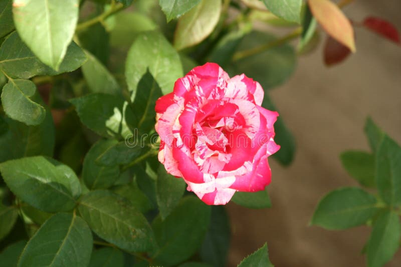 A Small Pink Intuition Rose Stock Image - Image of shot, little: 126641615 A Small Pink Intuition Rose Stock Image - Image of shot, little: 126641615