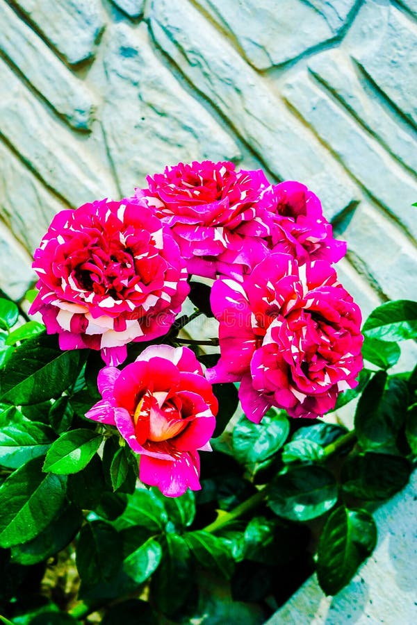 A Small Pink Intuition Roses Stock Image - Image of light, bush: 126565415 A Small Pink Intuition Roses Stock Image - Image of light, bush: 126565415