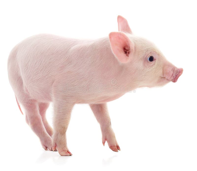 Small pink pig isolated stock photo. Image of white - 132852040