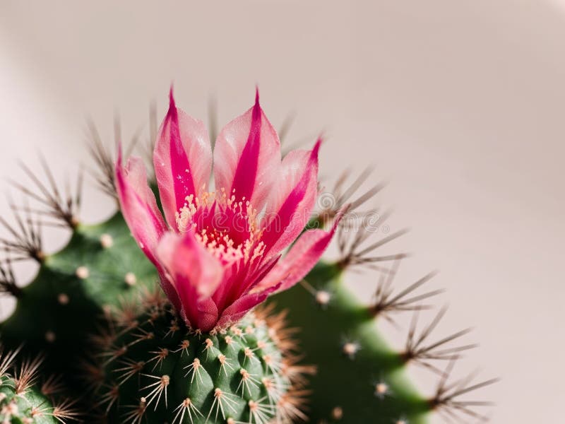 Small Pink Prickly Pear Cactus Flower Close Up. Stock Photo - Image of ...