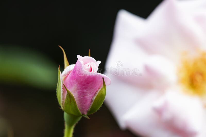 The Small Pink Rose Behind is a Large Flower Stock Image - Image of ...