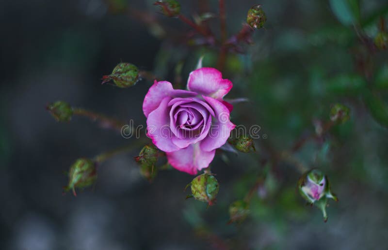 Small pink rose stock photo. Image of delicate, petal - 276993050