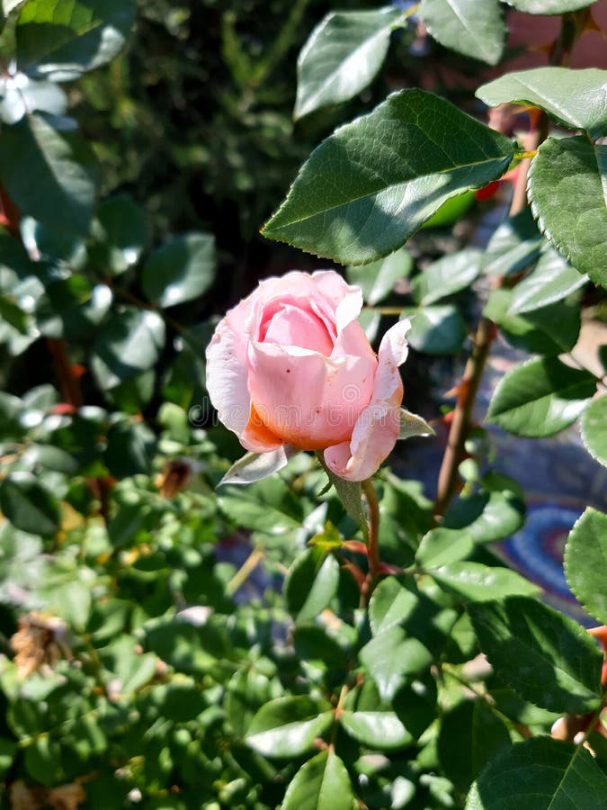Small Pink Rose Bud in the Garden Stock Photo - Image of flower, nature ...