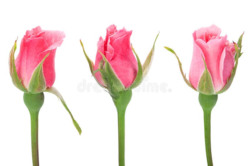 Small pink rose collection stock photo. Image of valentine - 210274972